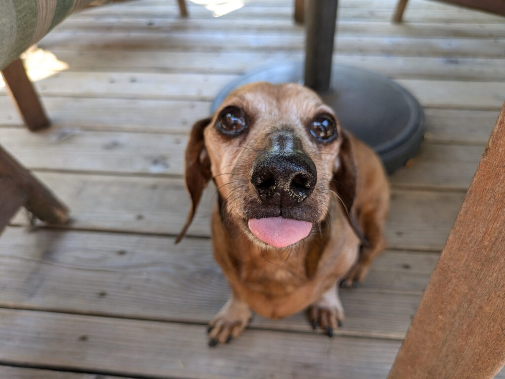 The Cheese Inspector is Here | DoxiePlanet